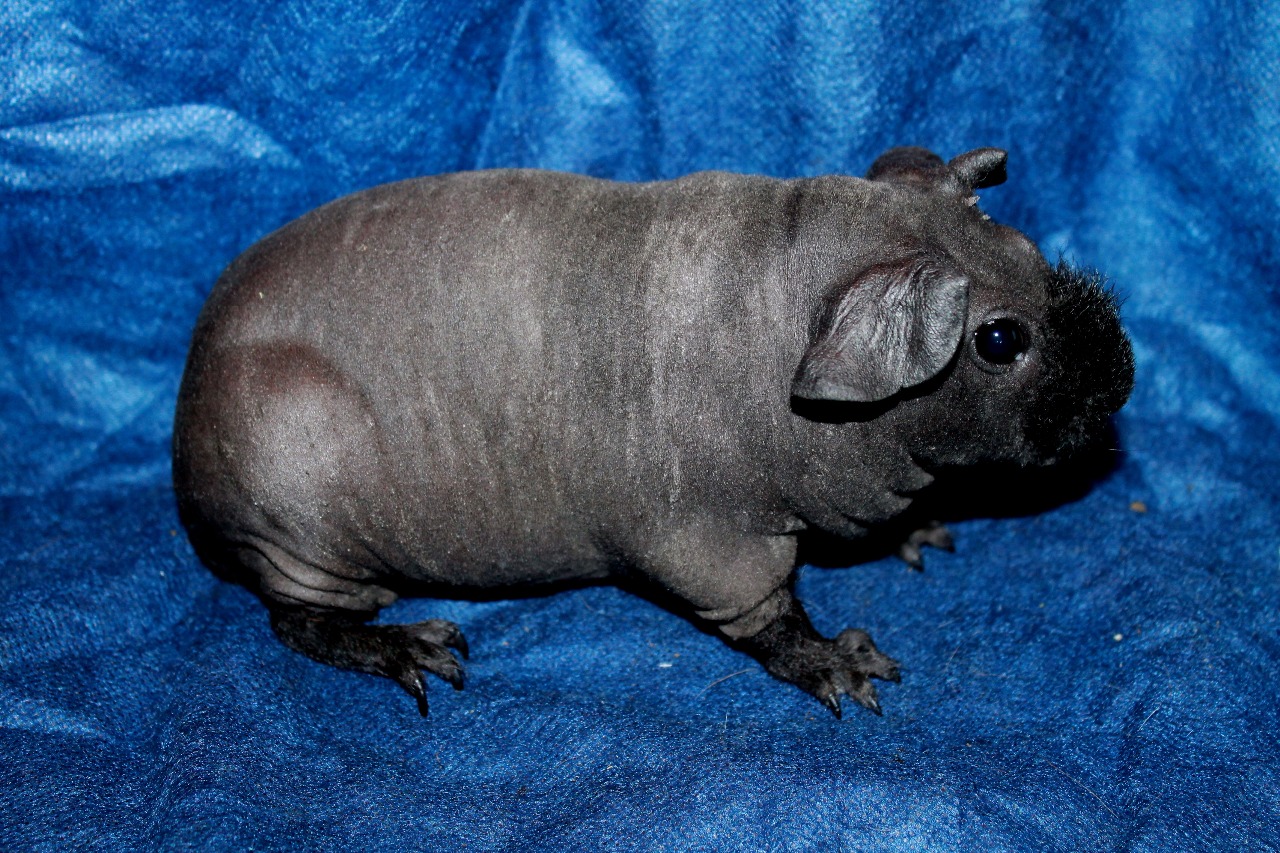 Skinny :: CHS z Dobré Vody